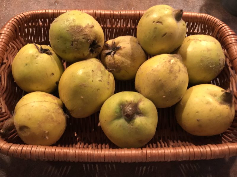 Die Quitte (Cydonia oblonga) - Treffpunkt Natur